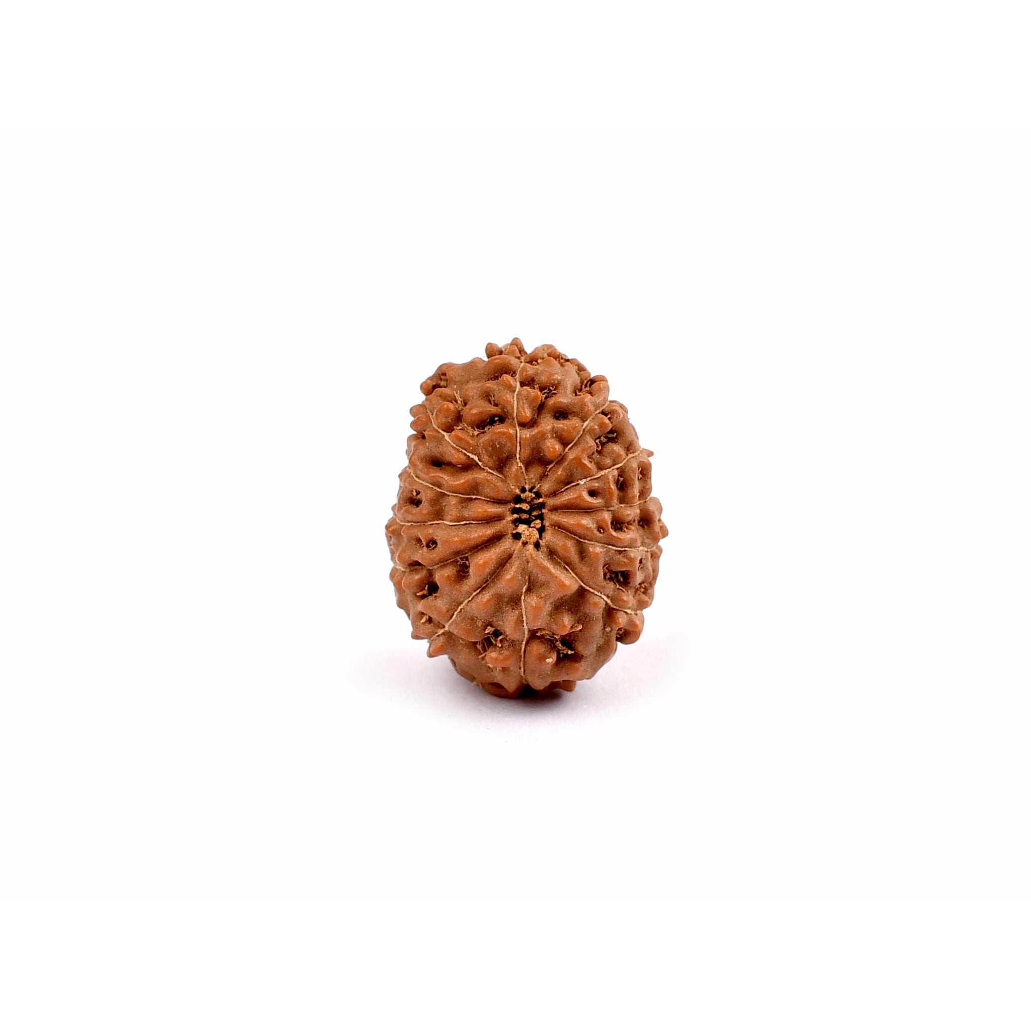 12-Augen-Rudraksha (Java) - kaufen | Spiritbalanceshop